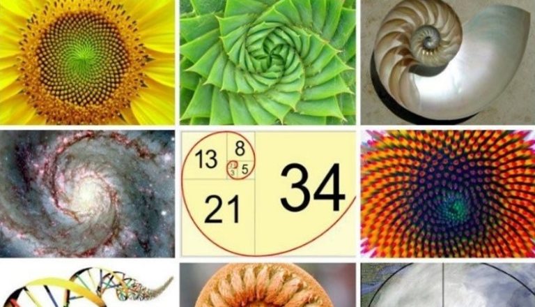 ฟีโบนักชี (Fibonacci) คืออะไร เผยความมหัศจรรย์ของตัวเลข Fibonacci